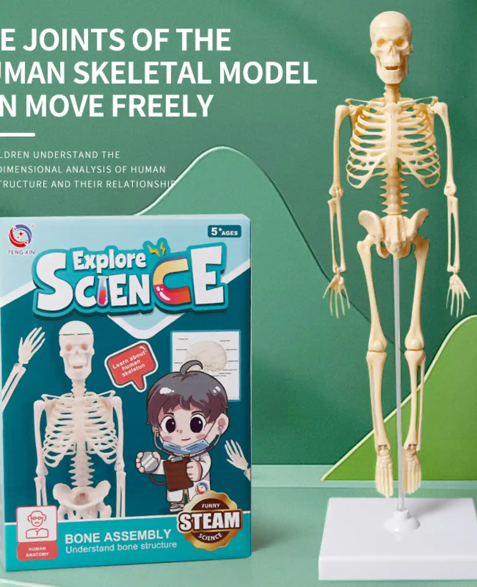 Human Skeleton Model Kit | Realistic Anatomy for Kids